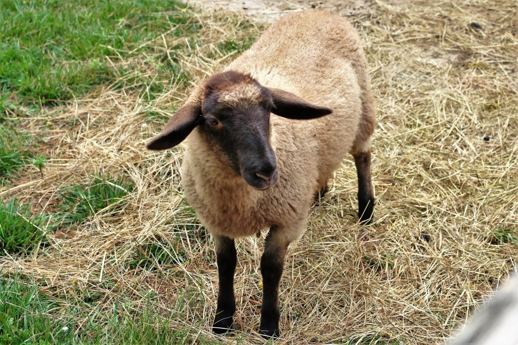 Prayer About Jesus as My Watchful Shepherd | Time With Our Creator